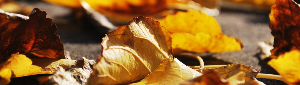 leaves - cre8d design